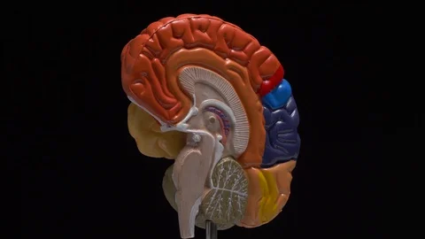 Human Brain Anatomy Plastic Model Rotati... | Stock Video | Pond5