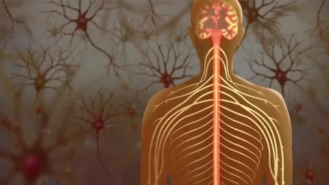 Human brain and nerve animation. Central... | Stock Video | Pond5