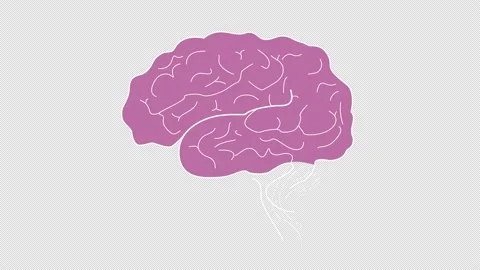 Human brain, animated illustration, tran... | Stock Video | Pond5