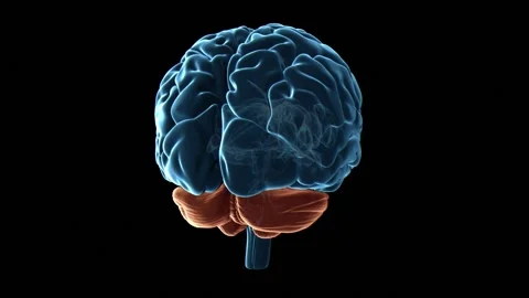 Cerebellum Stock Footage ~ Royalty Free Stock Videos | Pond5