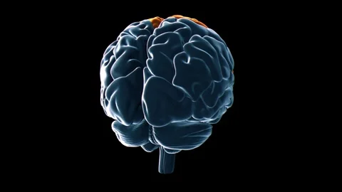 Human brain frontal lobes, animation | Stock Video | Pond5