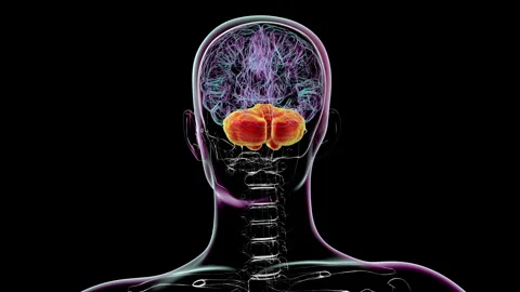 Cerebellum Stock Footage ~ Royalty Free Stock Videos | Pond5