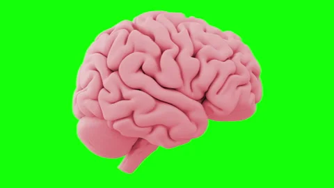 Brain Green Screen Stock Footage ~ Royalty Free Stock Videos | Pond5