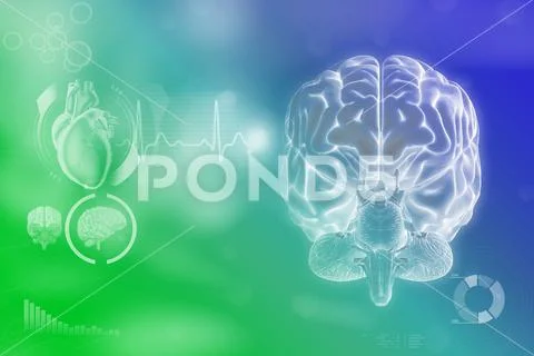 Human brain, mental analysis concept - modern background ~ Clip Art ...