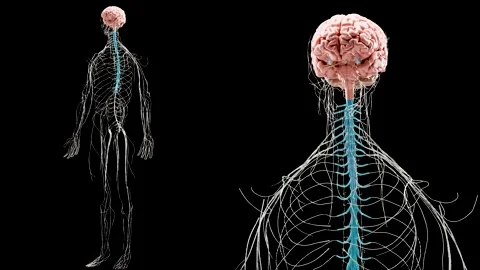 Human brain nervous system anatomy, Cent... | Stock Video | Pond5