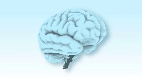 A human brain rotates on a light blue ba... | Stock Video | Pond5