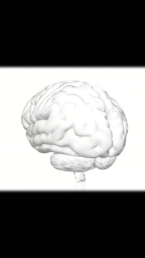 Human brain, rotating animation 3d. Vert... | Stock Video | Pond5