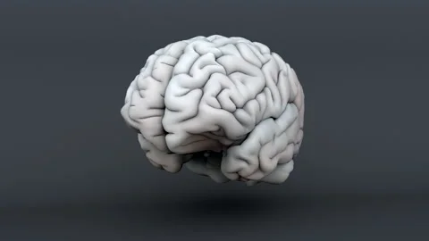 Human brain rotating, animation | Stock Video | Pond5