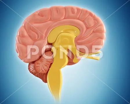 Human brain sagittal mid-section, illustration Illustration #75599524