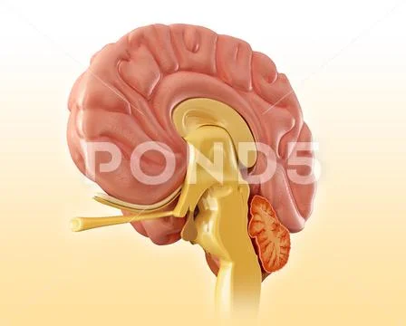 Human brain sagittal mid-section, illustration: Royalty Free #75599862