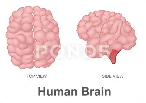 Human Brain in Top View and Side View, Vector Illustration: Royalty ...