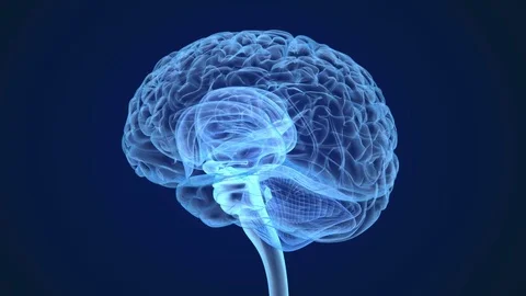 Human brain X-ray scan, Medically accura... | Stock Video | Pond5