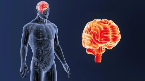 Human Brain zoom with Anatomy | Stock Video | Pond5
