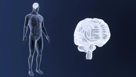 Human Brain zoom with Anatomy | Stock Video | Pond5