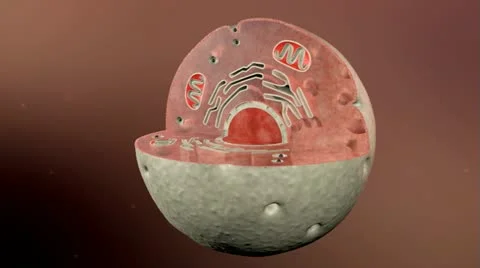human cell animation | Stock Video | Pond5