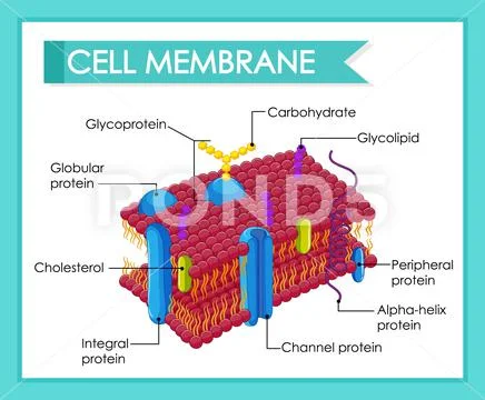 Human cell membrane structure ~ Clip Art #152510771