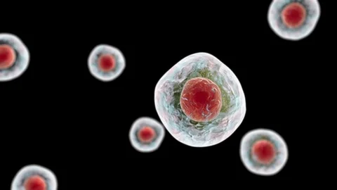 Mammalian Cells Stock Footage ~ Royalty Free Stock Videos | Pond5