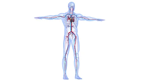 Human Circulatory System Heart Anatomy A... | Stock Video | Pond5