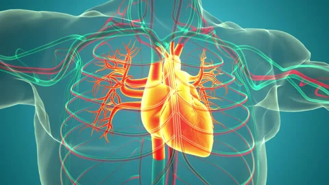 Human Circulatory System Heart Anatomy A... | Stock Video | Pond5