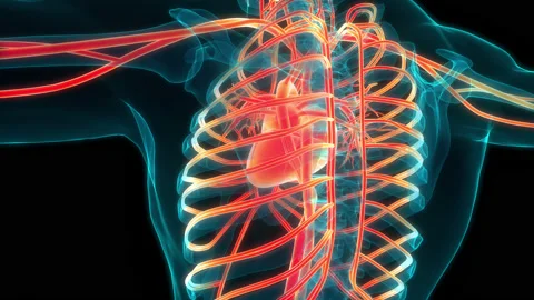 Human Circulatory System Heart Anatomy A... | Stock Video | Pond5