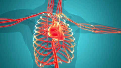 Human Circulatory System Heart Anatomy A... | Stock Video | Pond5