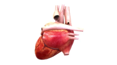 Human Circulatory System Heart Anatomy A... | Stock Video | Pond5