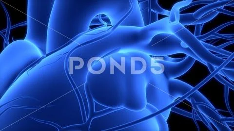 Human Circulatory System Heart Anatomy ~ Clip Art #281263563