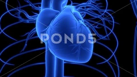 Human Circulatory System Heart Anatomy ~ Clip Art #281263567