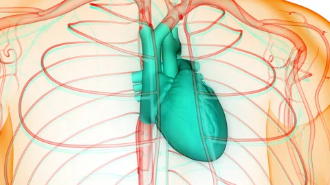 Human Circulatory System Heart Beat Anat... | Stock Video | Pond5
