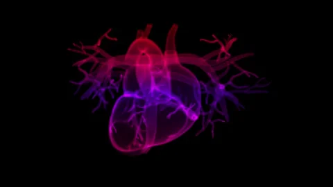 Human Circulatory System Heart Beat Anat... | Stock Video | Pond5