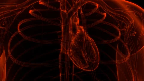 Human Circulatory System Heart Beat Anat... | Stock Video | Pond5
