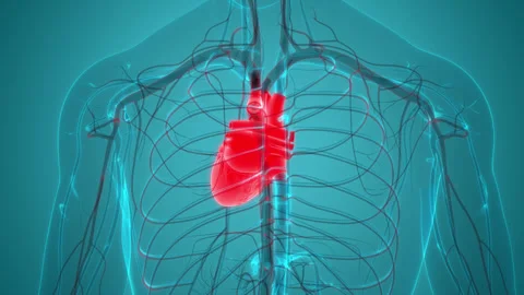 Human Circulatory System Heart Beat Anat... | Stock Video | Pond5