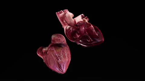 Human Circulatory System Heart Beat Anat... | Stock Video | Pond5