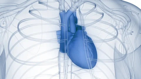 Human Circulatory System Heartbeat Anato... | Stock Video | Pond5