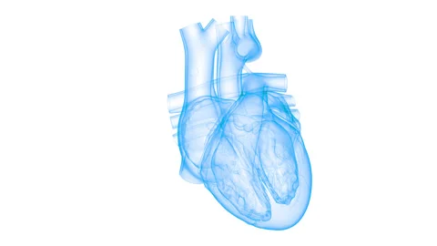 Human Circulatory System Heartbeat Anato... | Stock Video | Pond5