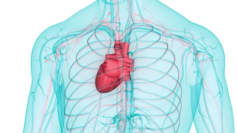 Human Circulatory System Heartbeat Anato... | Stock Video | Pond5