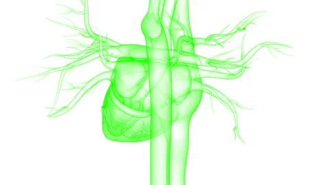 Human Circulatory System Heartbeat Anato... | Stock Video | Pond5