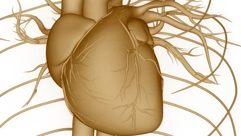 Human Circulatory System Heartbeat Anato... | Stock Video | Pond5