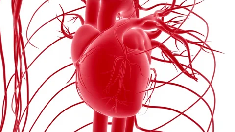Human Circulatory System Heartbeat Anato... | Stock Video | Pond5