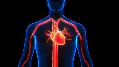 Human Circulatory System Heartbeat Anato... | Stock Video | Pond5