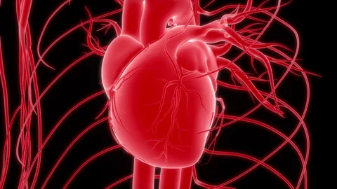 Human Circulatory System Heartbeat Anato... | Stock Video | Pond5
