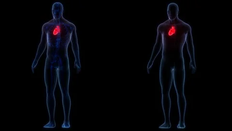 Human Circulatory System Heartbeat Anato... | Stock Video | Pond5