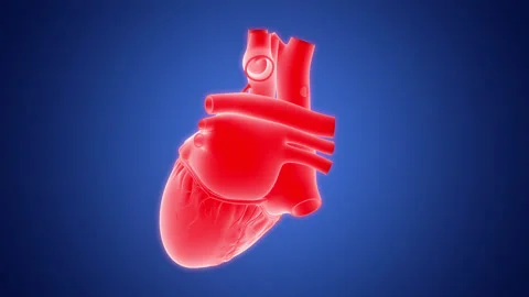 Human Circulatory System Heartbeat Anato... | Stock Video | Pond5