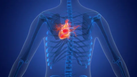 Human Circulatory System Heartbeat Anato... | Stock Video | Pond5