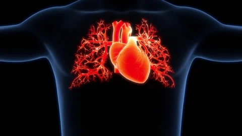 Human Circulatory System Heartbeat Anato... | Stock Video | Pond5