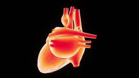 Human Circulatory System Heartbeat Anato... | Stock Video | Pond5