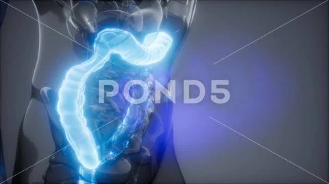 Photograph: Human Colon Radiology Exam science anatomy scan of human ...