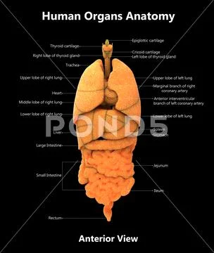 Human Complete Internal Organs Described with Labels Anatomy ~ Clip Art ...