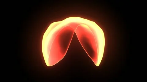 HUMAN DIAPHRAGM 3D animation | Stock Video | Pond5