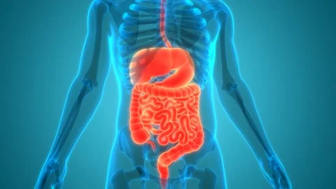 Human Digestive System Anatomy Animation... | Stock Video | Pond5